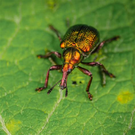 Weevil Pest Control Pestnation Pestnation