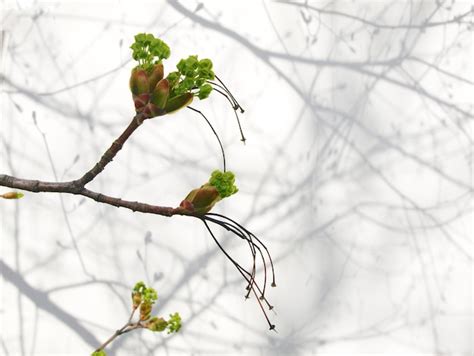 Branch Blooming Holly Maple Spring Nature Premium Photo