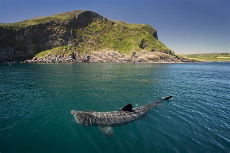 Irish Basking Shark Group X Reforest Nation