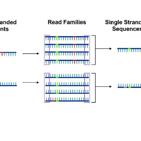 The Duplex Sequencing Consensus Making Process Both Strands Of A Dna Download Scientific The Duplex Sequencing Consensus Making Process Both Strands Of A Dna Download Scientific