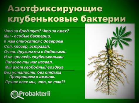 Азотфиксирующие бактерии, их среда обитания и симбиоз с растениями