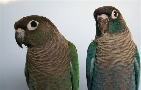 Dark Factor Violet Lovebird