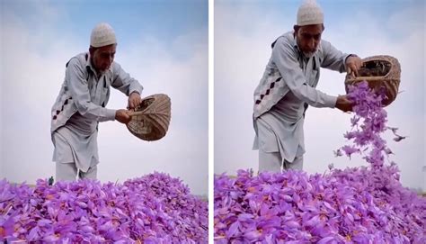 Saffron Harvesting In Kashmir India Is An Annual Spectacle