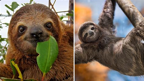 Slow Moving Adorable Sloths At Extinction Risk Due To Poor Energy Balance