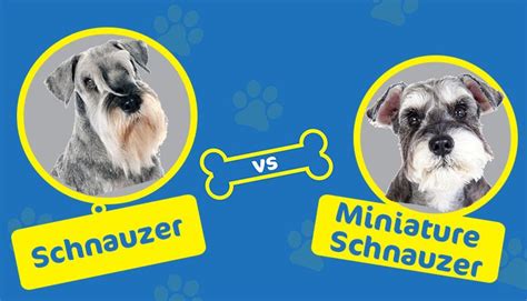 Standard Schnauzer Vs Miniature Schnauzer