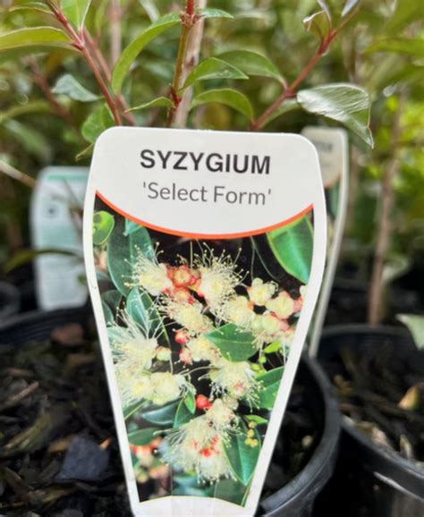 Syzygium Australe ‘select Form Lilly Pilly Shepparton Plant Farm