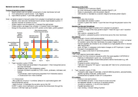 Bacterial Secretion System Notes Bacterial Secretion System Purpose