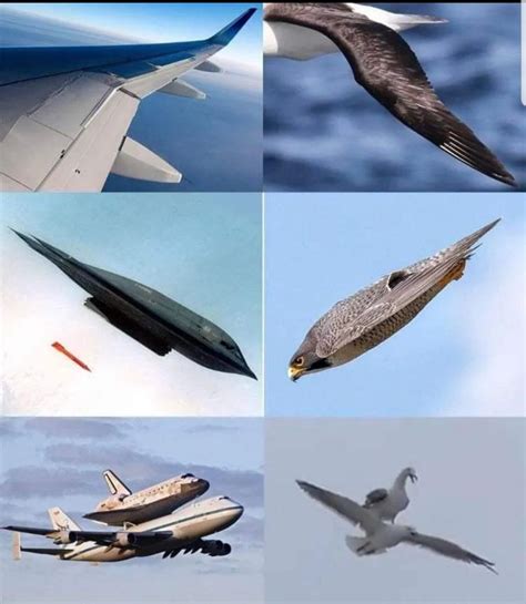 Different Models Same Function Rbirdsarentreal