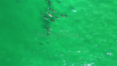 Vista Aérea De Peces Nadando En Agua Verde Metrajes Vídeo De Lago