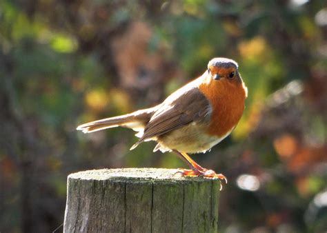 I Saw A Robin While Plane Spotting And Decided To Snap A Pic R