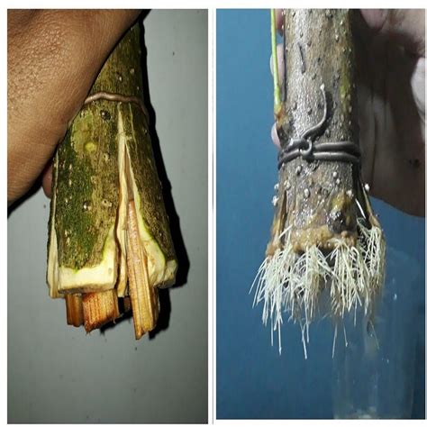 How To Make Bonsai Root From Big Cutting How To Make Bonsai Root From