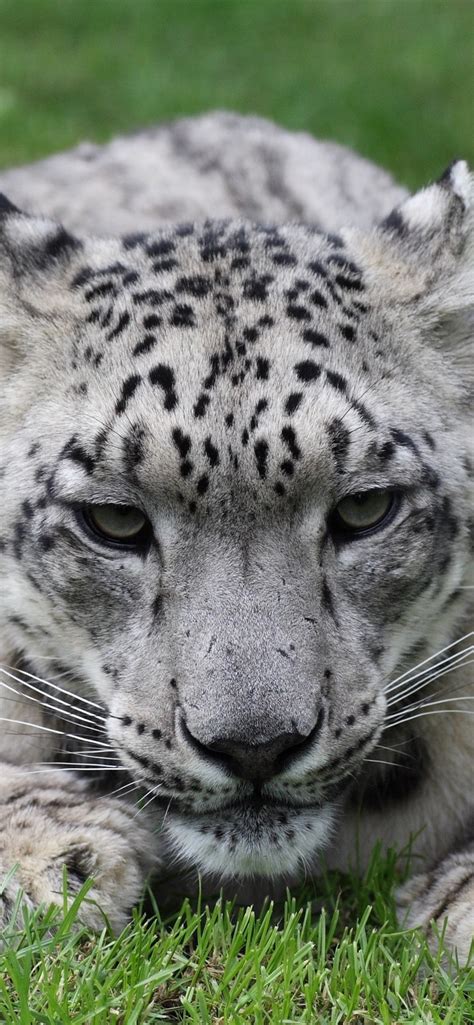 Wallpaper Snow Leopard Grass Rest Face 2880x1800 Picture Image