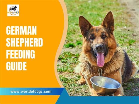 How To Breed A German Shepherd Step By Step Guide For Beginners