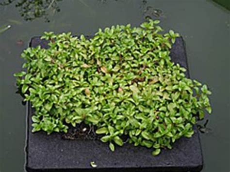 Floating Plant Island Puddleplants