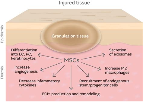 Key Components Science Of Placental Tissues