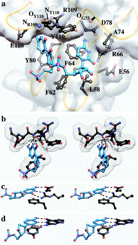 The Structural Basis For Terminator Recognition By The Rho Transcription Termination Factor