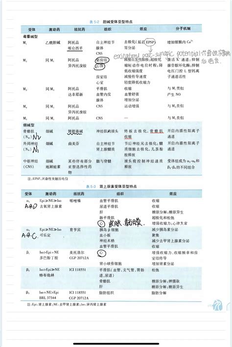 仅用一句话明白交感神经和副交感神经效应的区别 知乎