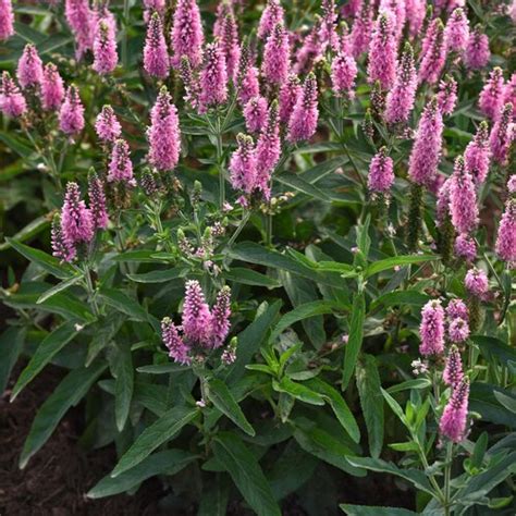 Skyward™ Pink Long Leaf Speedwell Veronica Lonolia Proven Winners