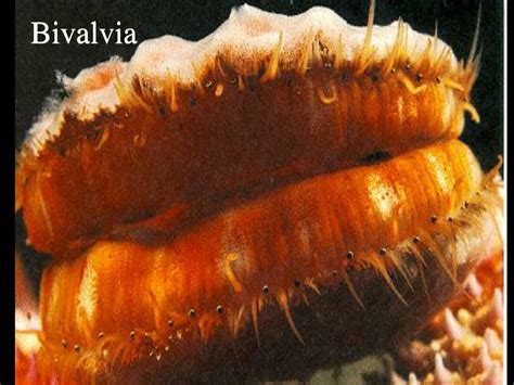 Ppt Phylum Mollusca Class Aplacophora √ Class Polyplacophora √