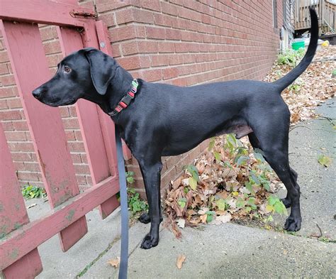 American Coonhound Labrador Retriever Mix