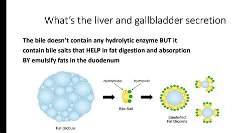 What Is Emulsification In The Digestive System At Justin Bee Blog