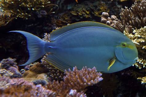 クロハギ 美ら海生き物図鑑 沖縄美ら海水族館 沖縄の美ら海を、次の世代へ。