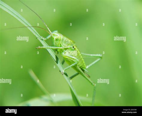 Colour Insect Green Camouflage To Camouflage Grasshopper Masked