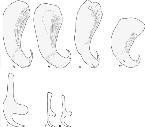 Indopolystoma N Gen Monogenea Polystomatidae With The Description
