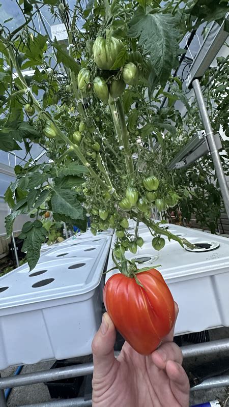 Ripe Hydroponic Tomato Fruit Grozine
