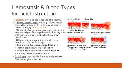 Hemostasis Blood Types Introduction Read Coagulation Disorders On