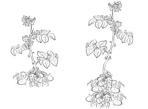 Determinate Vs Indeterminate Potatoes Who Knew Survivalist Forum