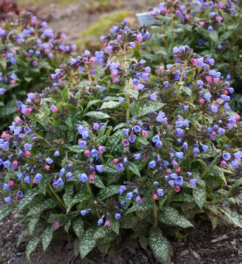 Pulmonaria Proven Winners