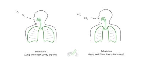 Respiratory Systems On The Mcat Medlife Mastery