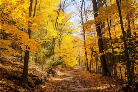 Bright Colors In The Trees Background Road Korea Scenery Background Image And Wallpaper For