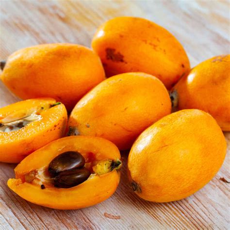 Plants Of Coppertone Japanese Loquat Tree Eriobotrya Japonica