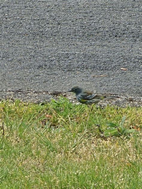 Pnw Very Small What Is It Rwhatsthisbird