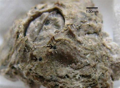 Two Perithecia Arrowed On Barnacle Plates Download Scientific Diagram