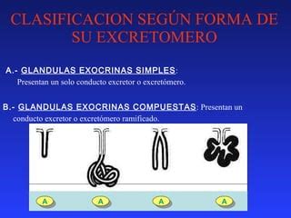 Histo I Presentacion Ppt