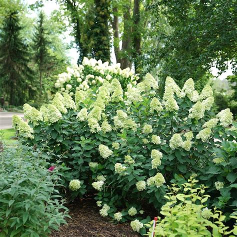Hydrangea Paniculata Limelight