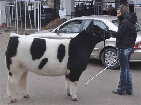 Class 1 Winner Ohio Beef Expo Matt Lautner Cattle