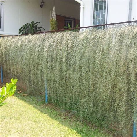 Tropical Garden With Grass Covered Fence