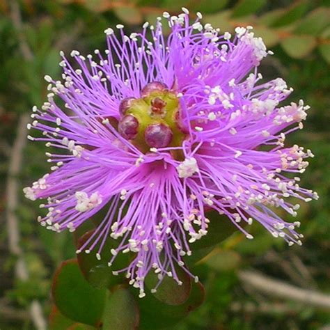 Melaleuca Nesophila Alvarez Nursery