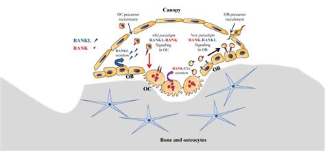 The Osteosarcoma Microenvironment A Complex But Targetable Ecosystem Pmc