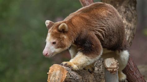 Tree Kangaroo Habitat