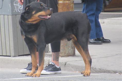 Rottweiler By Codetski101 On Deviantart