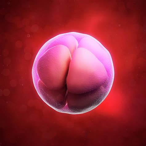 Eight Cell Embryo Photograph By Scieproscience Photo Library Fine