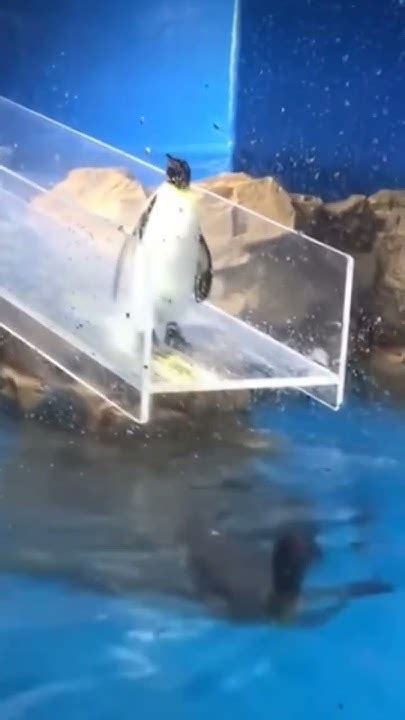 너무 귀여운 팽귄 Youtube