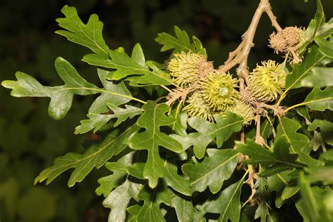 Turkey Oak Quercus Cerris Botanical Realm