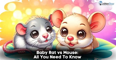 Baby Rat Vs Mouse All You Need To Know Critter Stop