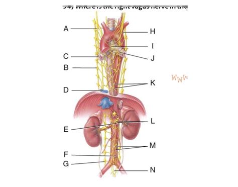 Autonomic Plexuses Quiz